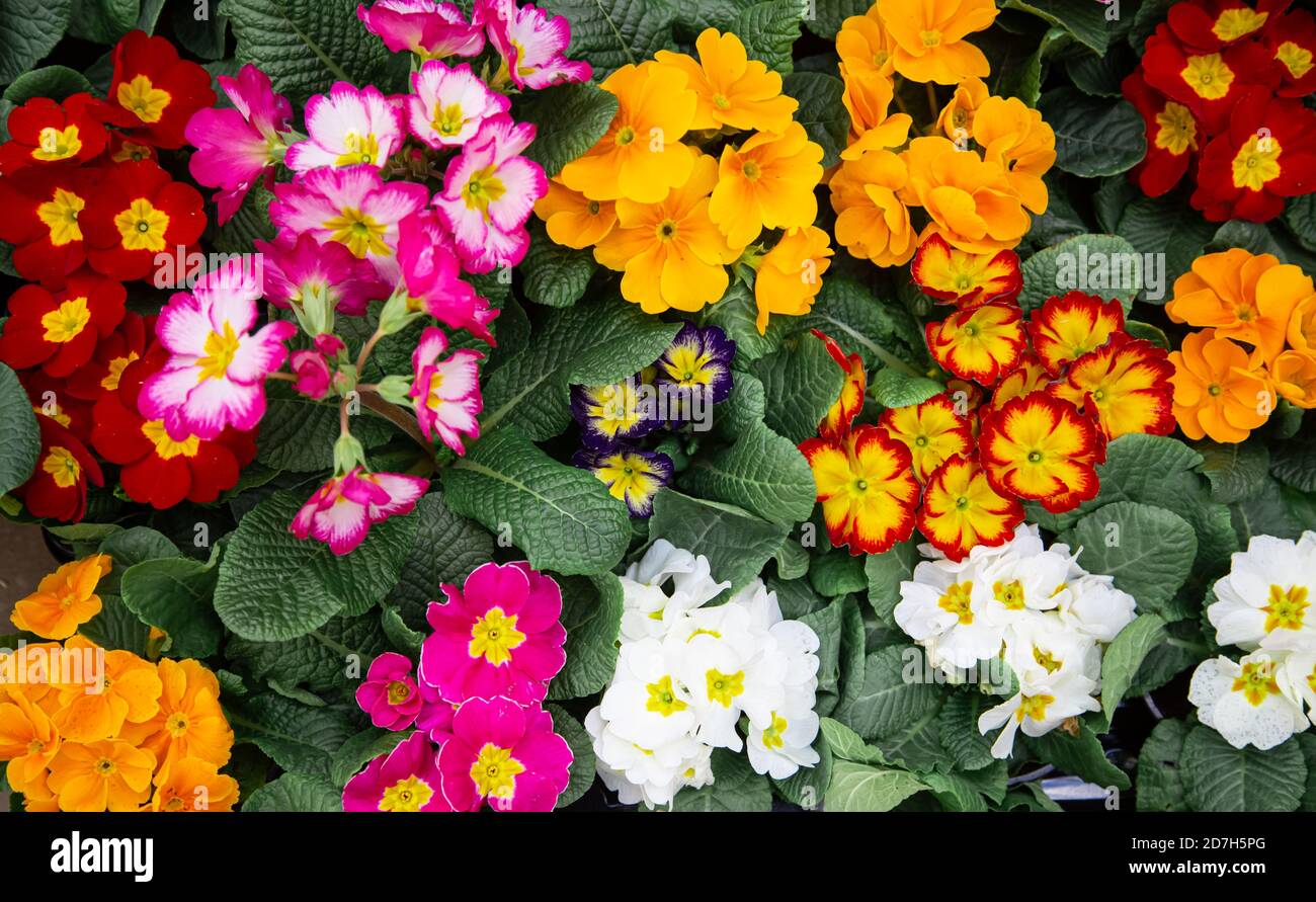 Fresh multi-colored Bright background with lots of floral texture ...