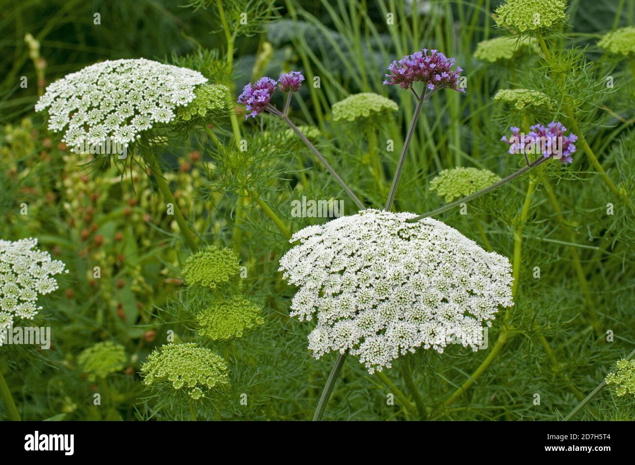 Bishop's Weed (Ammi majus) and Purpletop vervain (Verbena bonariensis ...