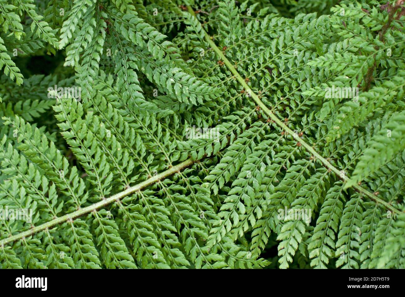 Soft shield fern (Polystichum setiferum) leaves Stock Photo - Alamy