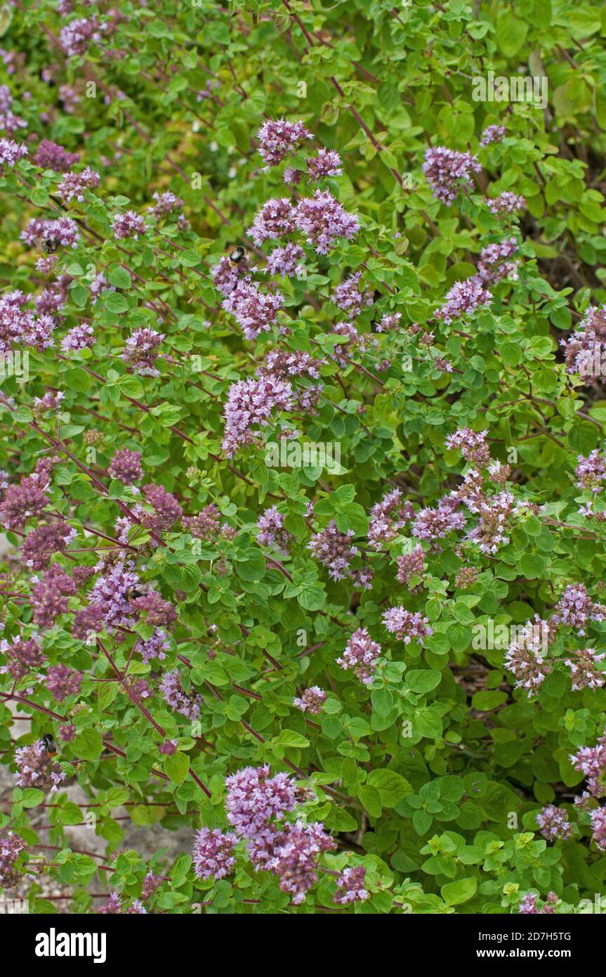 Sweet marjoram (Origanum majorana) in bloom Stock Photo - Alamy