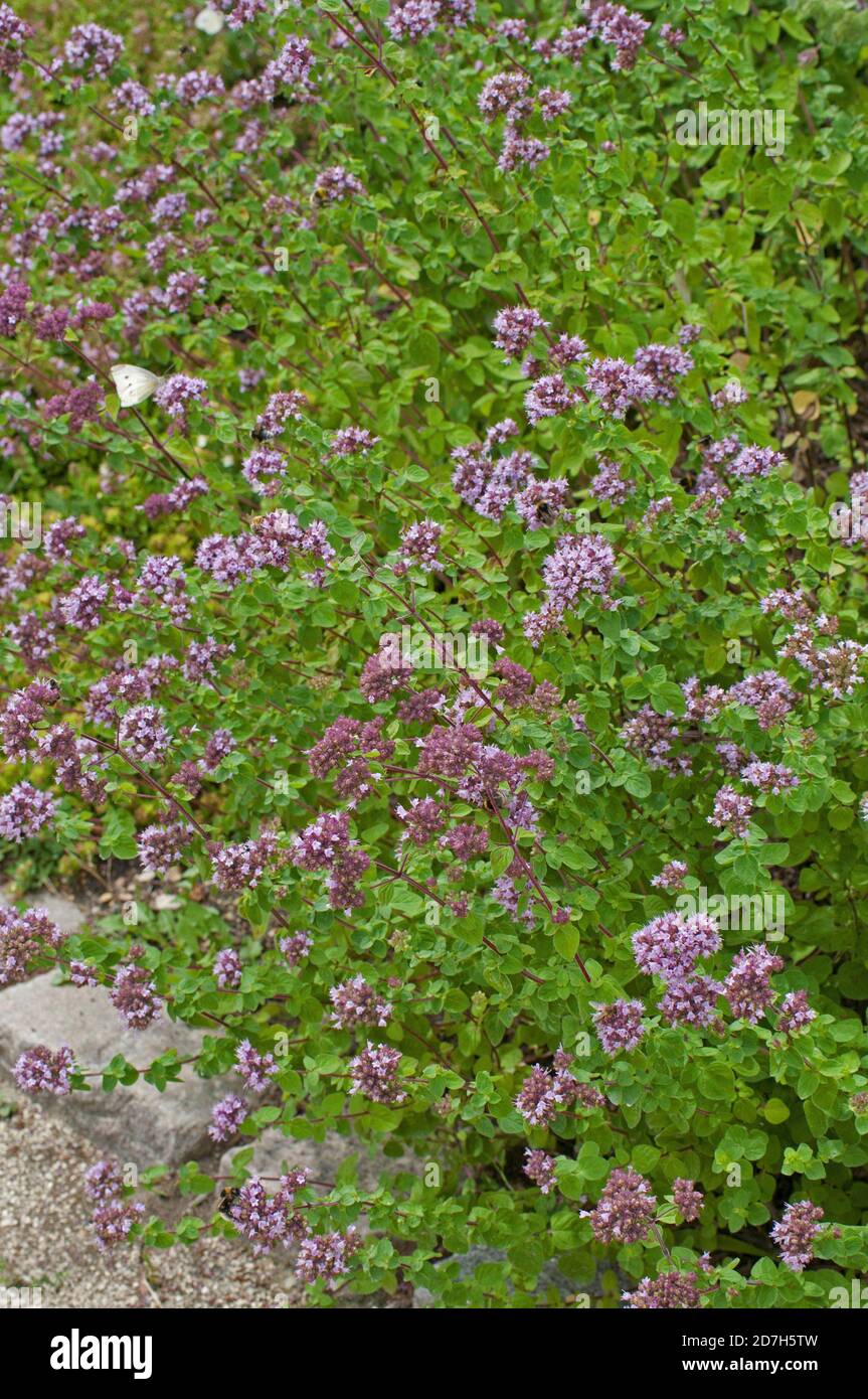 Sweet marjoram (Origanum majorana) in bloom Stock Photo - Alamy