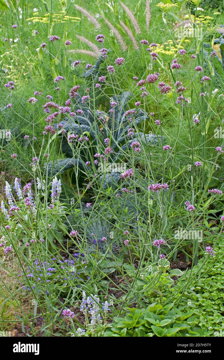 Purpletop vervain (Verbena bonariensis) in bloom Stock Photo - Alamy