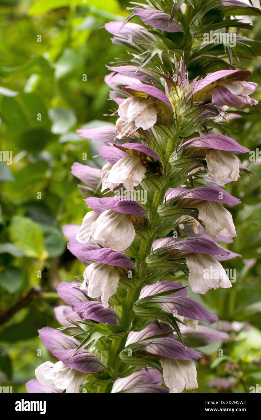 Spine acanthus (Acanthus spinosus) flowers Stock Photo - Alamy