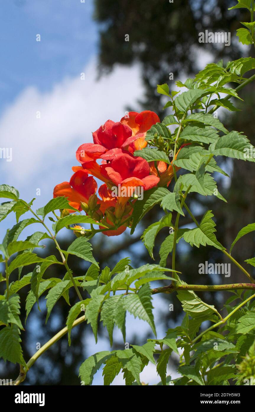 Chinese trumpet creeper (Bignonia grandiflora) in bloom Stock Photo - Alamy