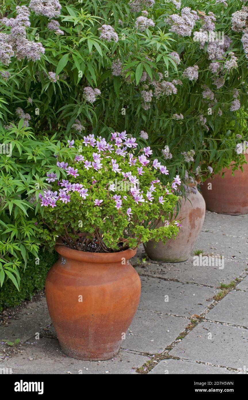 Pelargonium (Pelargonium sp) in pot on a terrace Stock Photo - Alamy