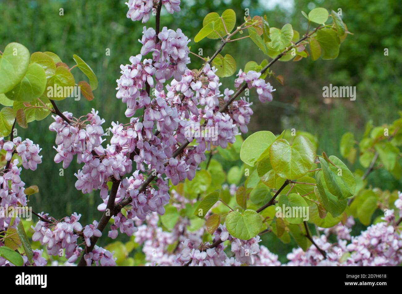 Judas tree (Cercis siliquastrum) in bloom Stock Photo - Alamy
