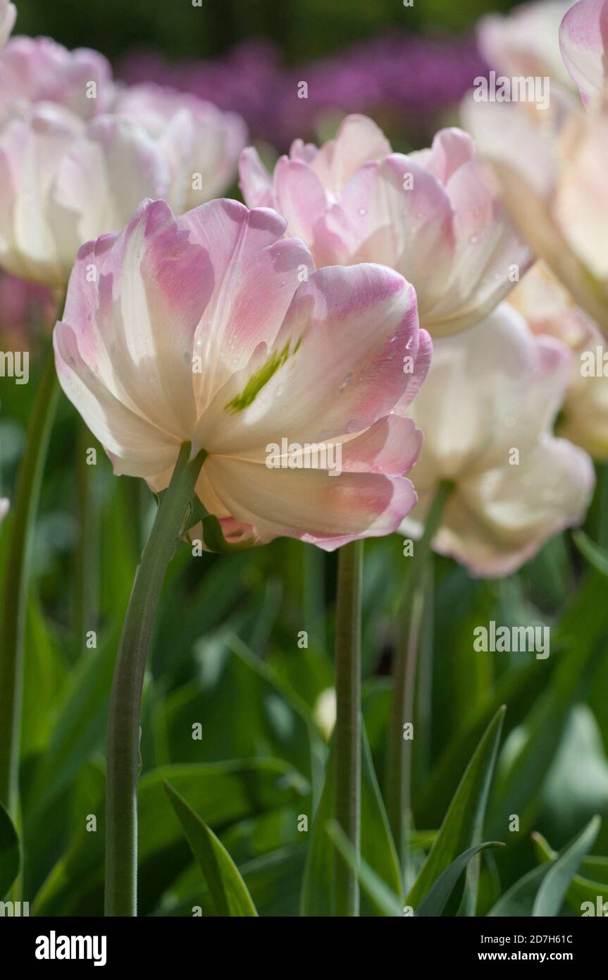 Tulip 'Cream Upstar' (Tulipa sp) in bloom Stock Photo - Alamy