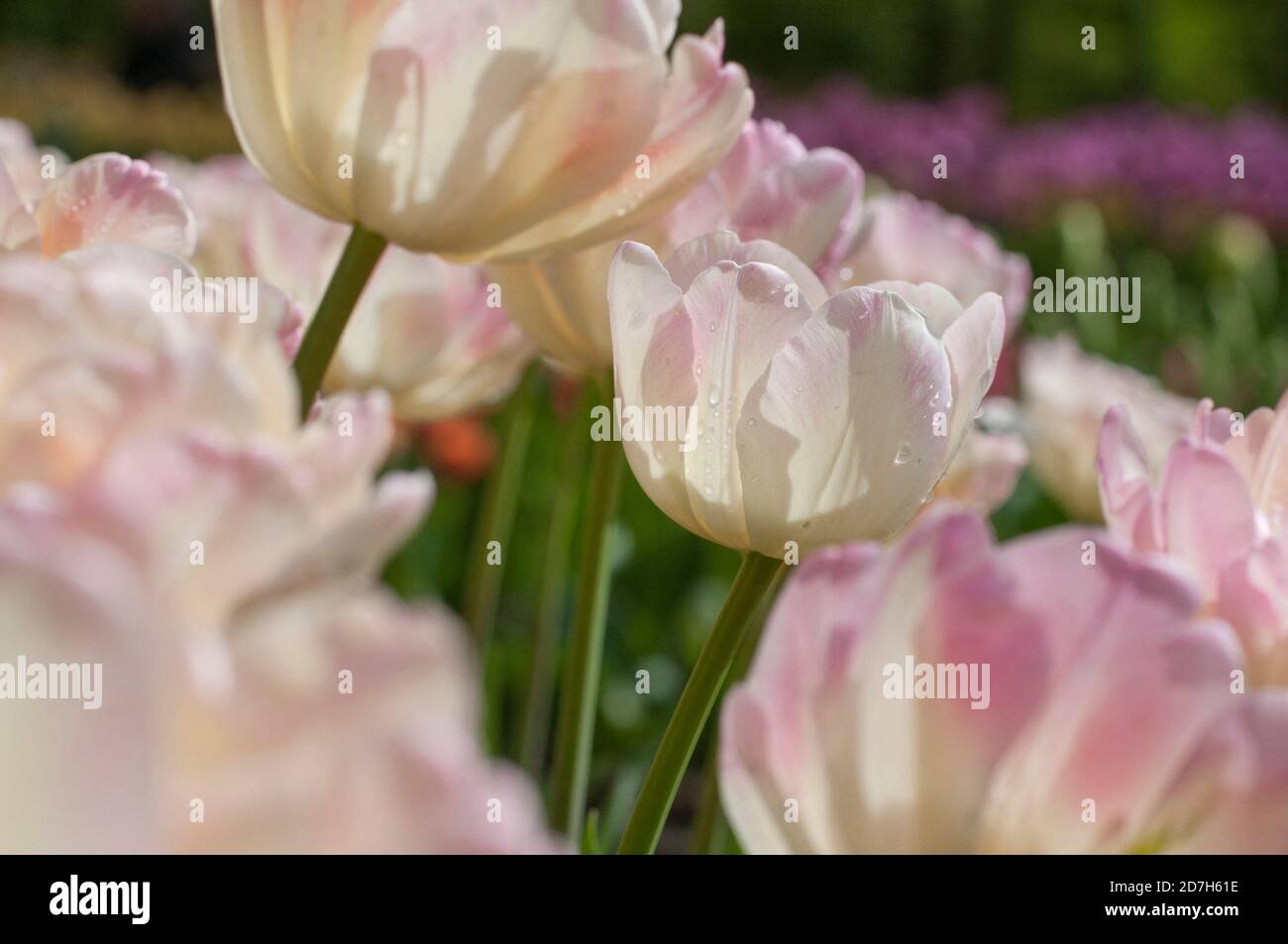 Tulip 'Cream Upstar' (Tulipa sp) in bloom Stock Photo - Alamy
