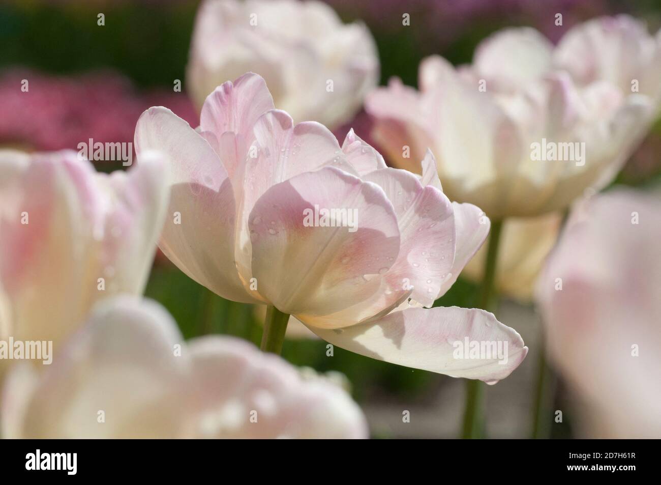 Tulip 'Cream Upstar' (Tulipa sp) in bloom Stock Photo - Alamy