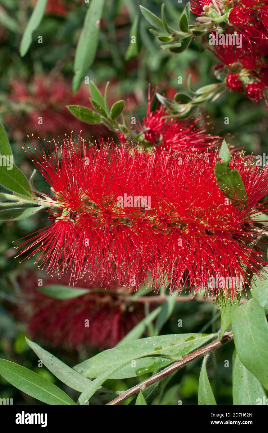 Bottlebrush (Callistemon rugulosus syn. Callistemon laevis) flowers ...