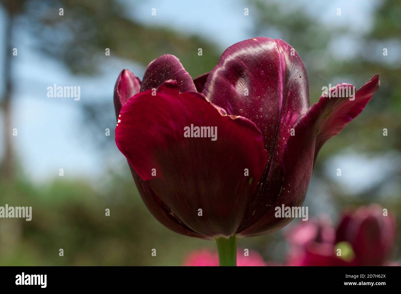 Tulip cottage (Tulipa sp) 'Cafe Noir' Stock Photo - Alamy