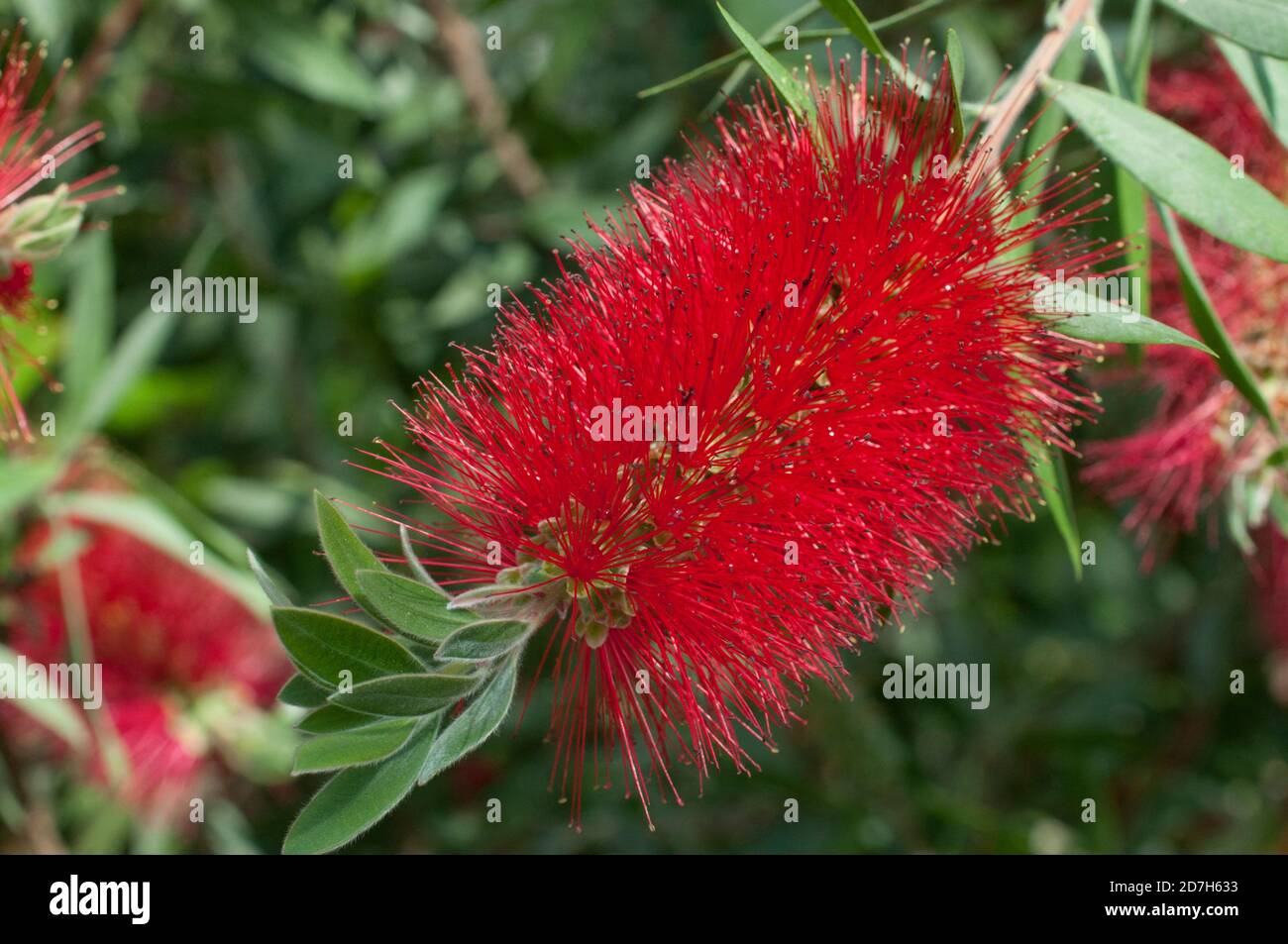 Bottlebrush (Callistemon rugulosus syn. Callistemon laevis) flowers ...