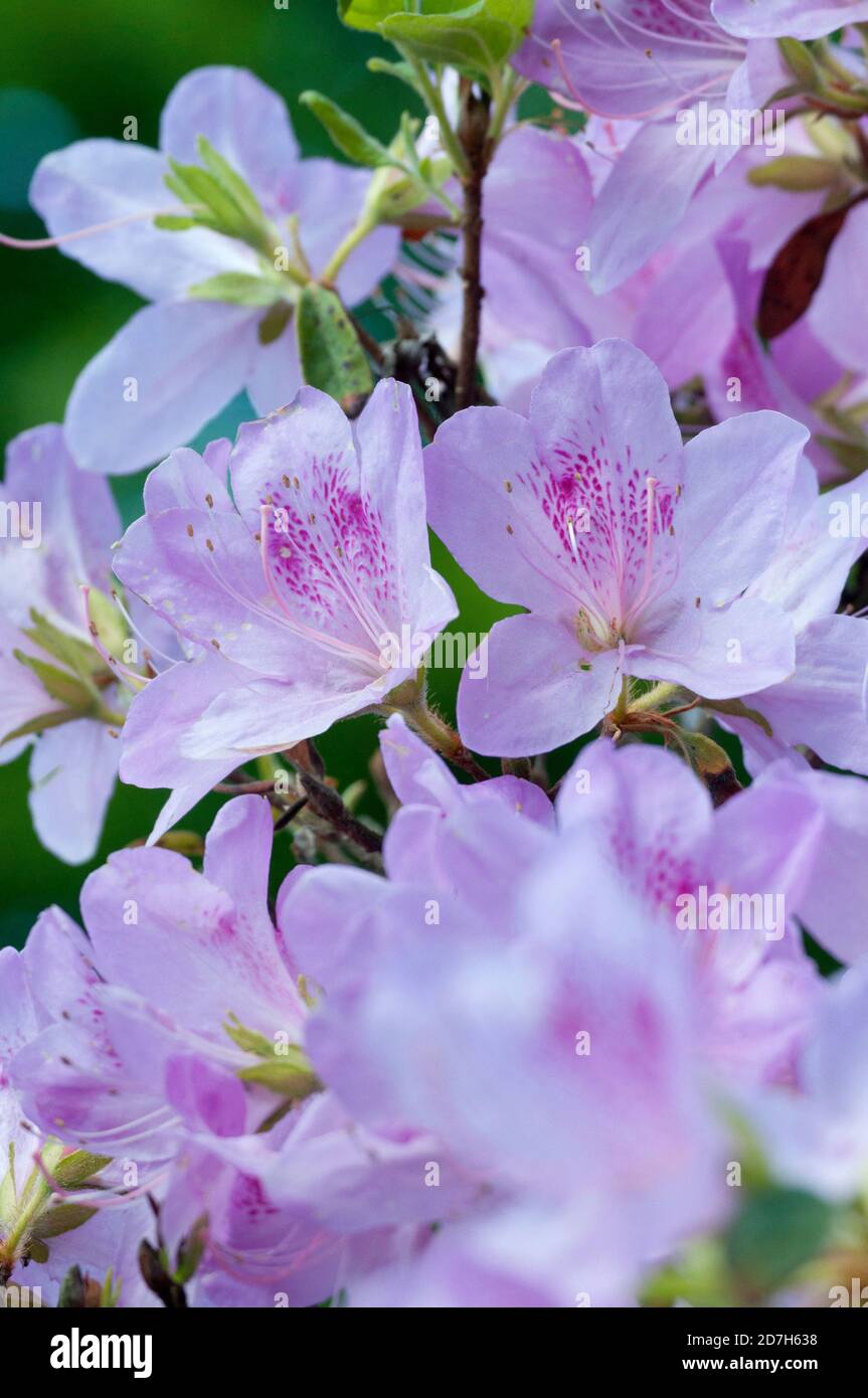 Rhododendrons Rhododendron Sp High Resolution Stock Photography and ...