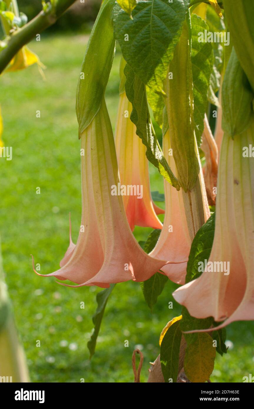 Datura Brugmansia Sp Adora Stock Photo Alamy