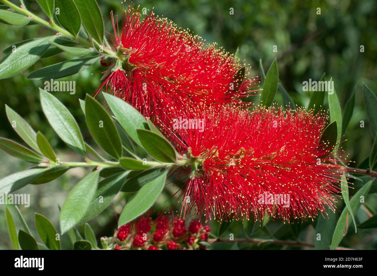 Bottlebrush (Callistemon rugulosus syn. Callistemon laevis) flowers ...