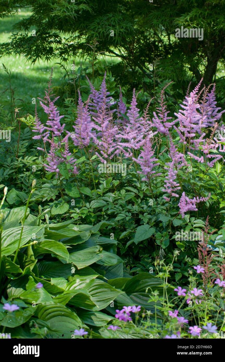 Astilbe (Astilbe x arendsii) 'Venus' Stock Photo - Alamy