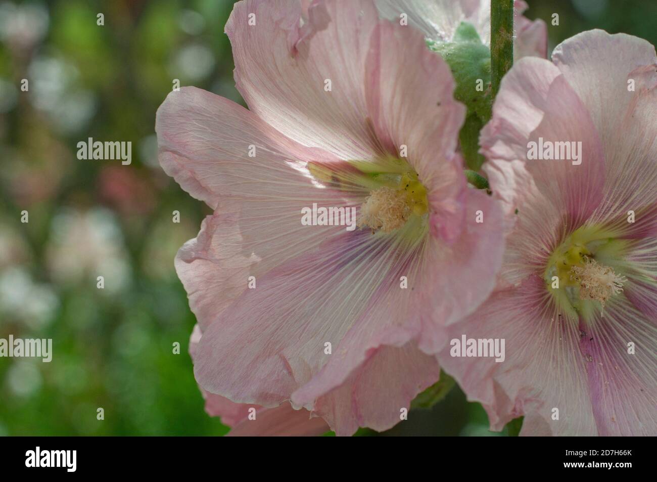 Hollyhock (Alcea rosea syn. Althaea rosea) flowers Stock Photo - Alamy