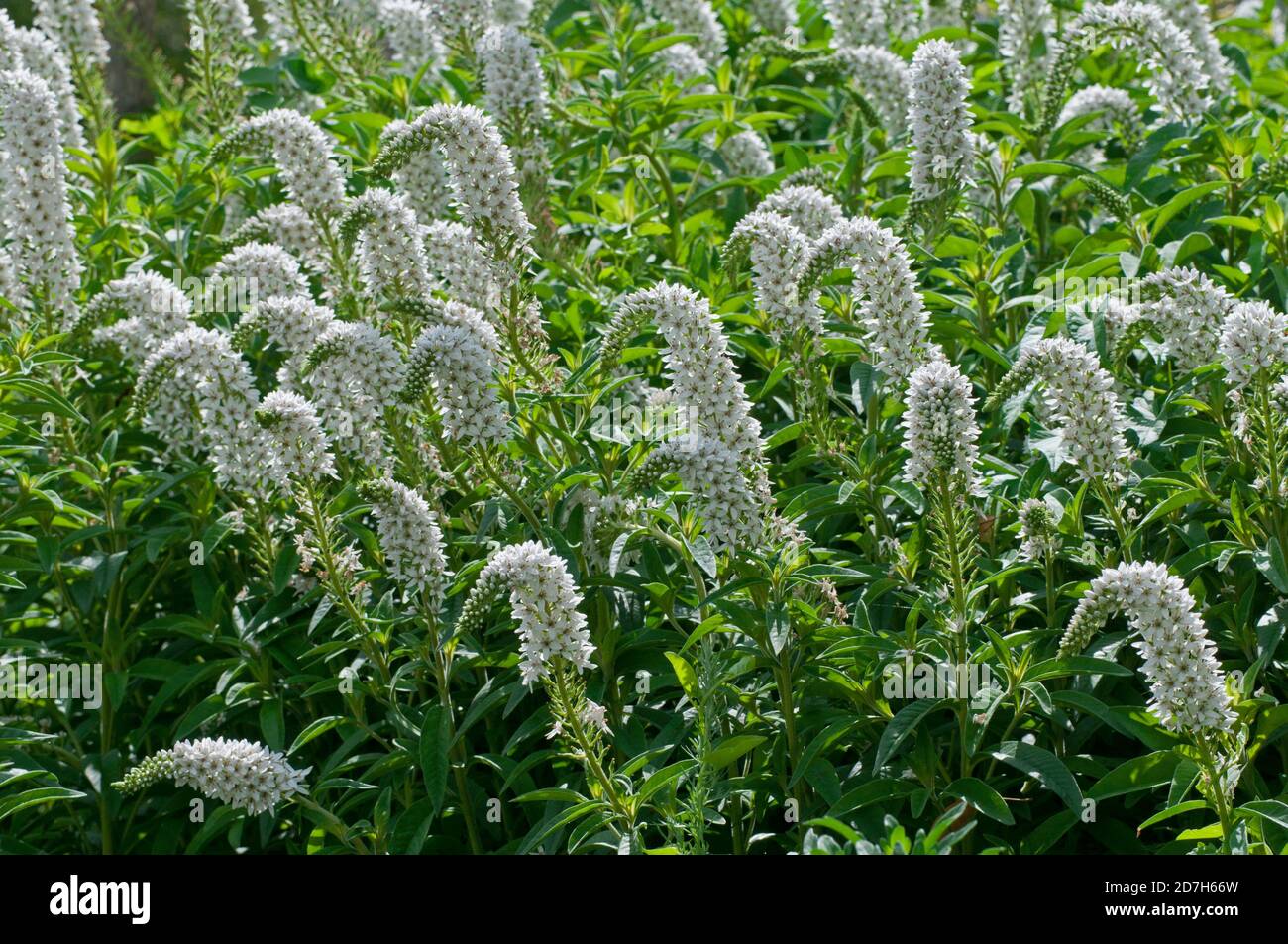Speedwell veronica sp hi-res stock photography and images - Alamy