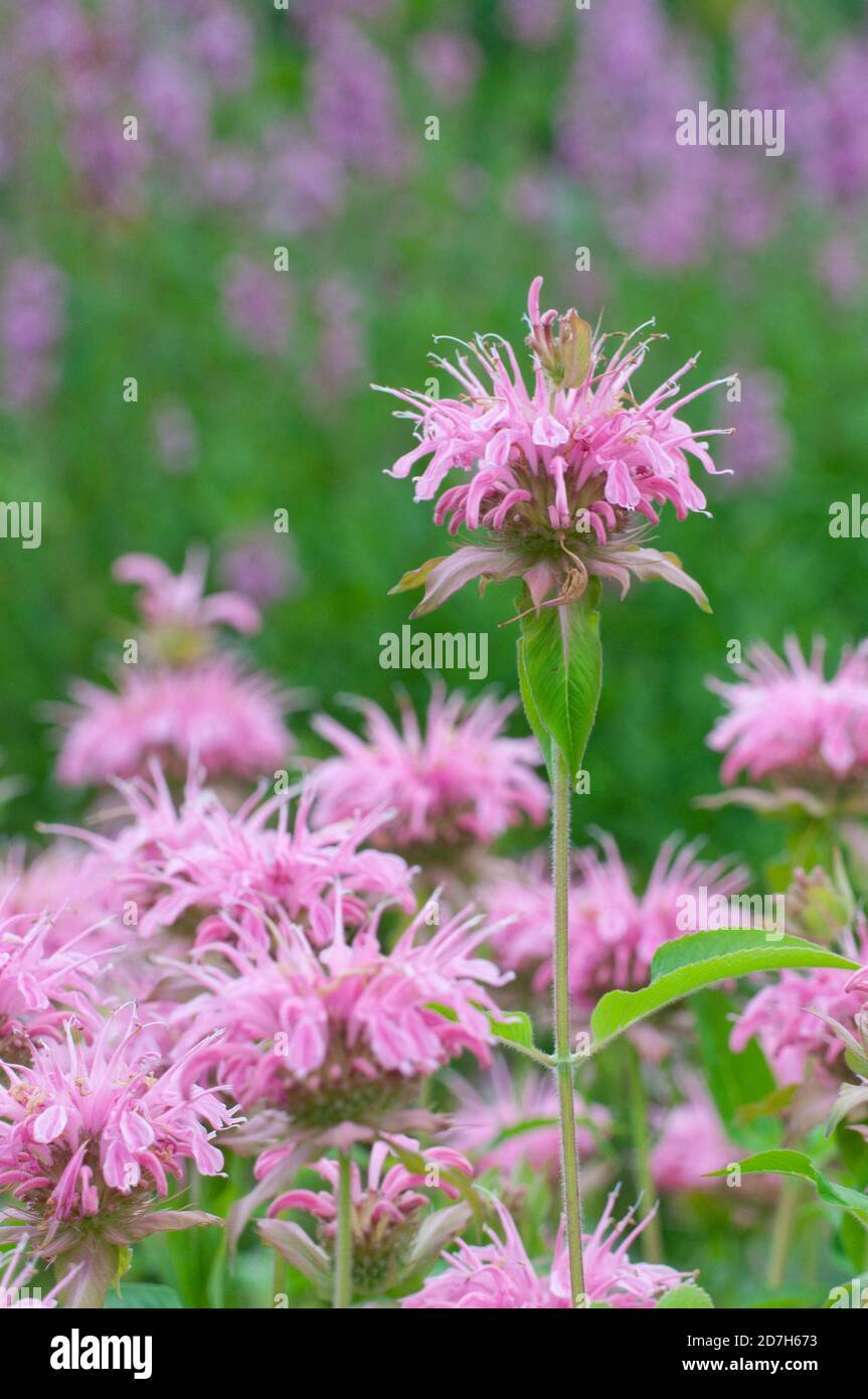Oswego tea monarda croftway pink hi-res stock photography and images ...
