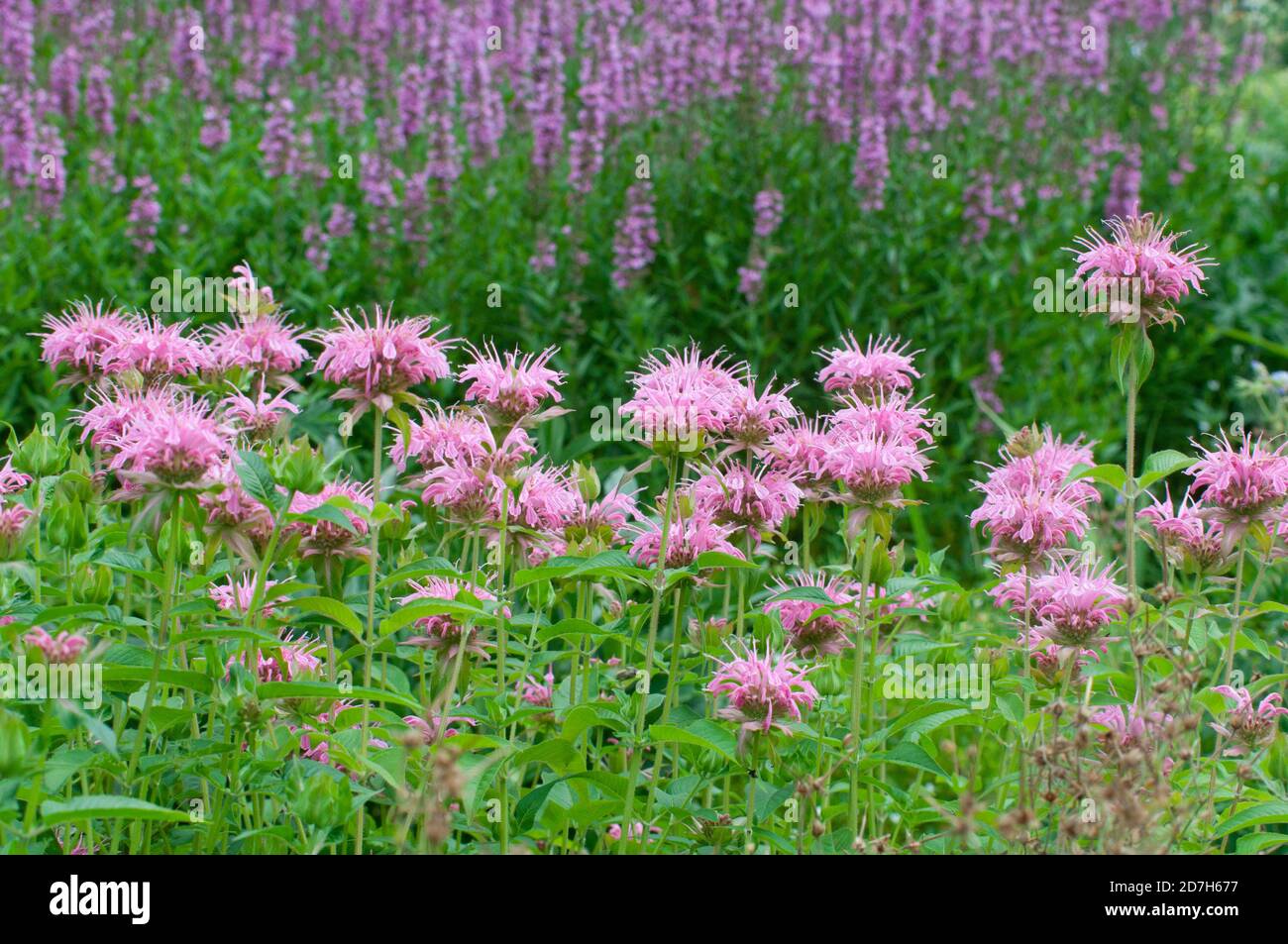Oswego tea monarda croftway pink hi-res stock photography and images ...