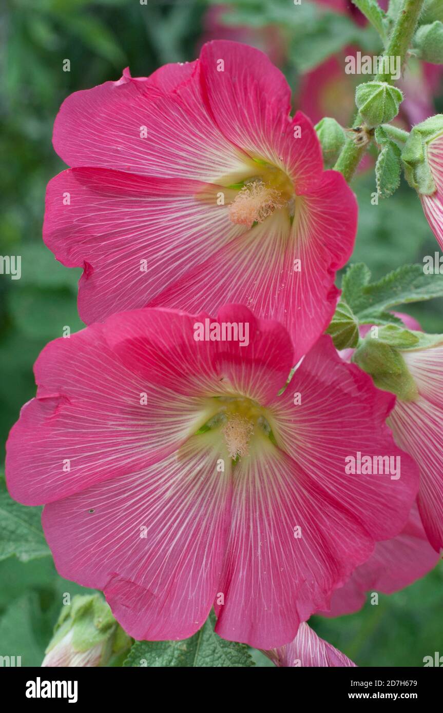Hollyhock (Alcea rosea syn. Althaea rosea) flowers Stock Photo - Alamy