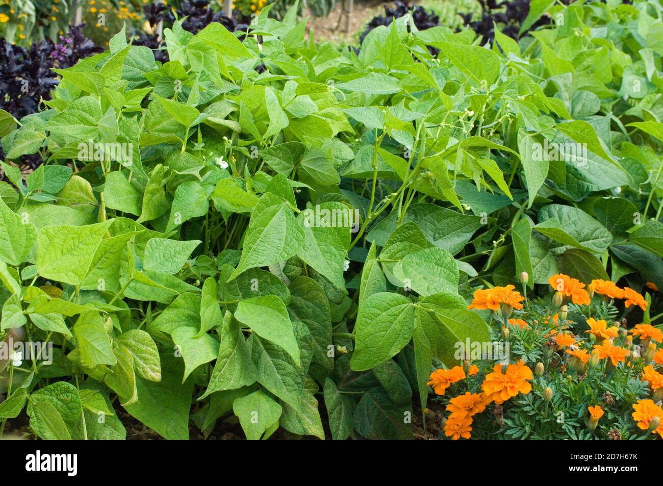 Green bean (Phaseolus vulgaris Stock Photo - Alamy