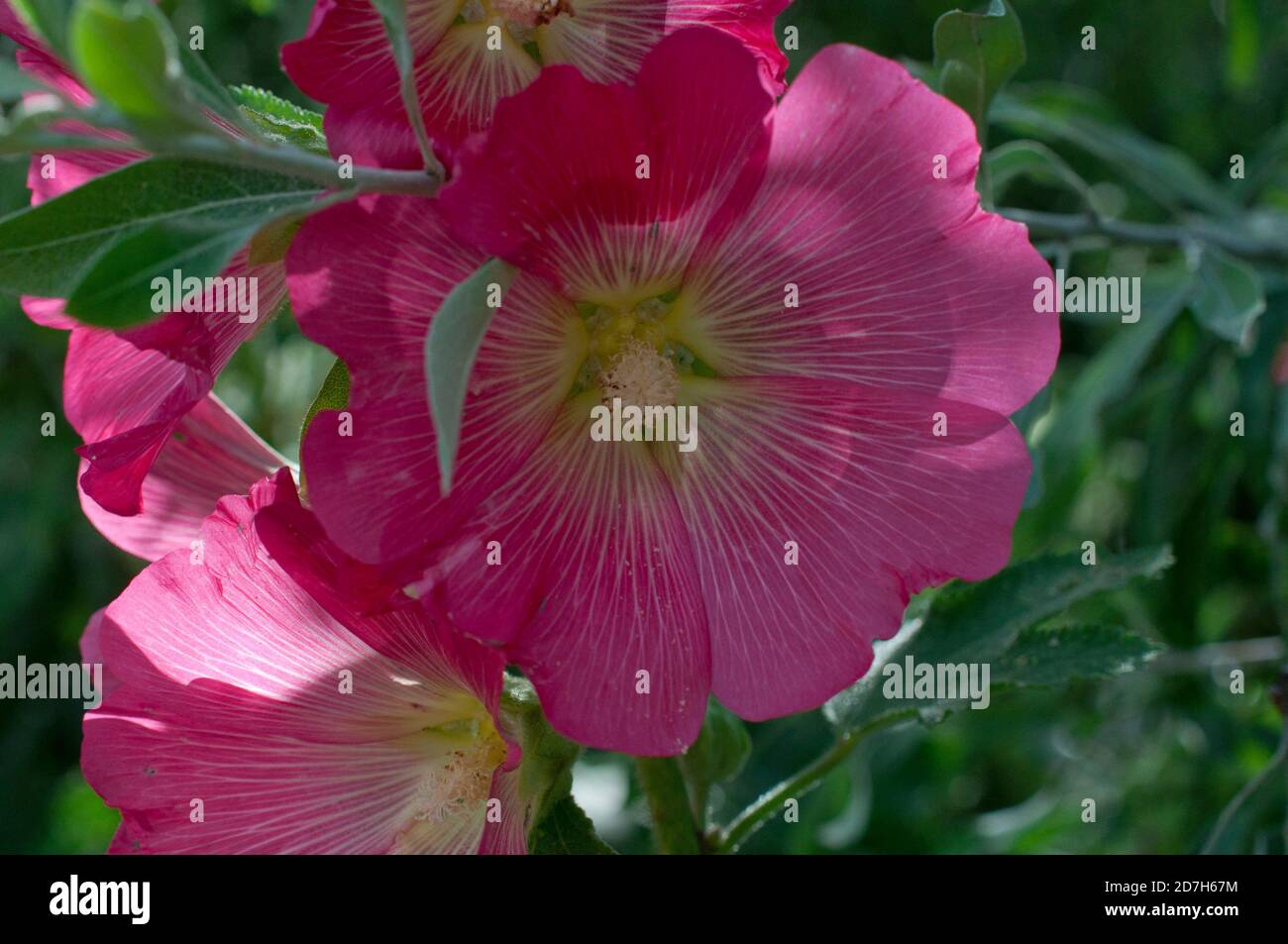 Hollyhock (Alcea rosea syn. Althaea rosea) flowers Stock Photo - Alamy