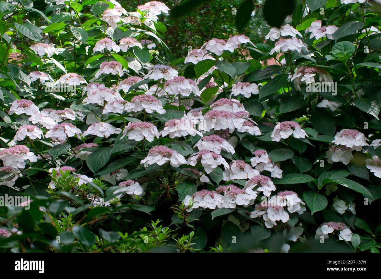 Hydrangea (Hydrangea sp) in bloom Stock Photo - Alamy