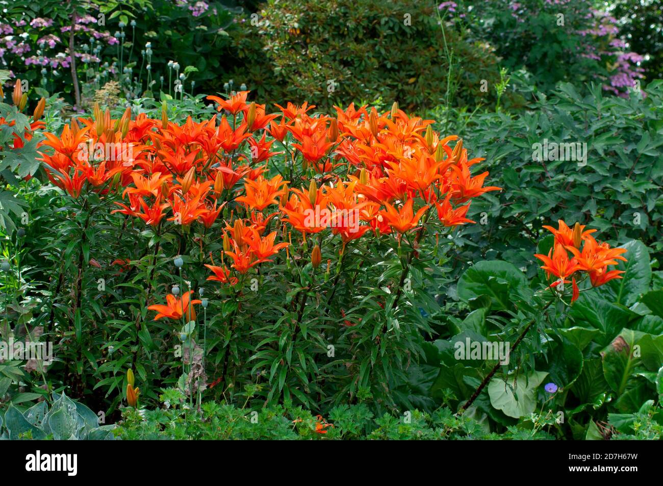 Trumpet Lily (Lilium sp) in bloom Stock Photo - Alamy