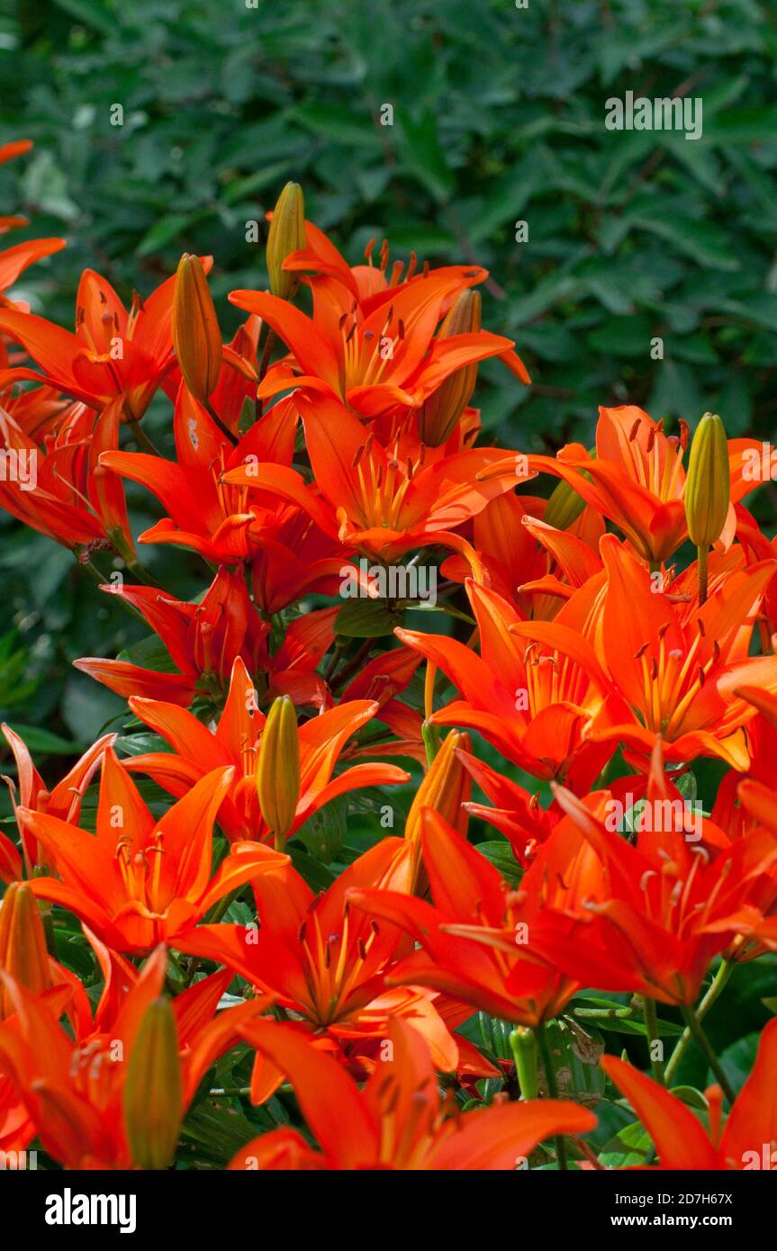 Trumpet Lily (Lilium sp) in bloom Stock Photo - Alamy