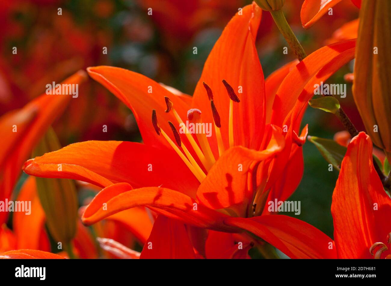 Trumpet Lily (Lilium sp) flowers Stock Photo - Alamy