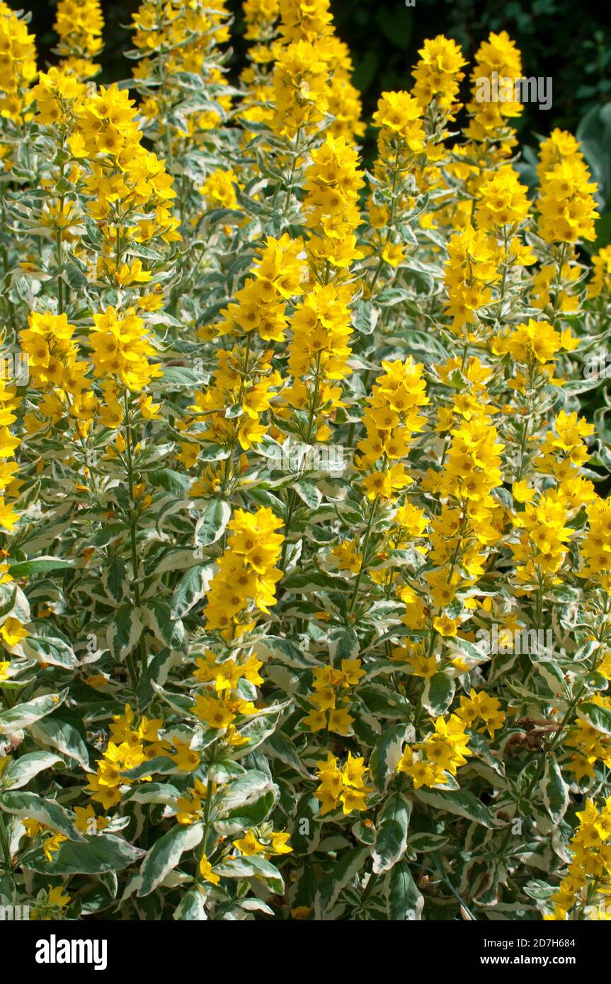 Large yellow loosestrife (Lysimachia punctata) 'Alexander' in bloom ...