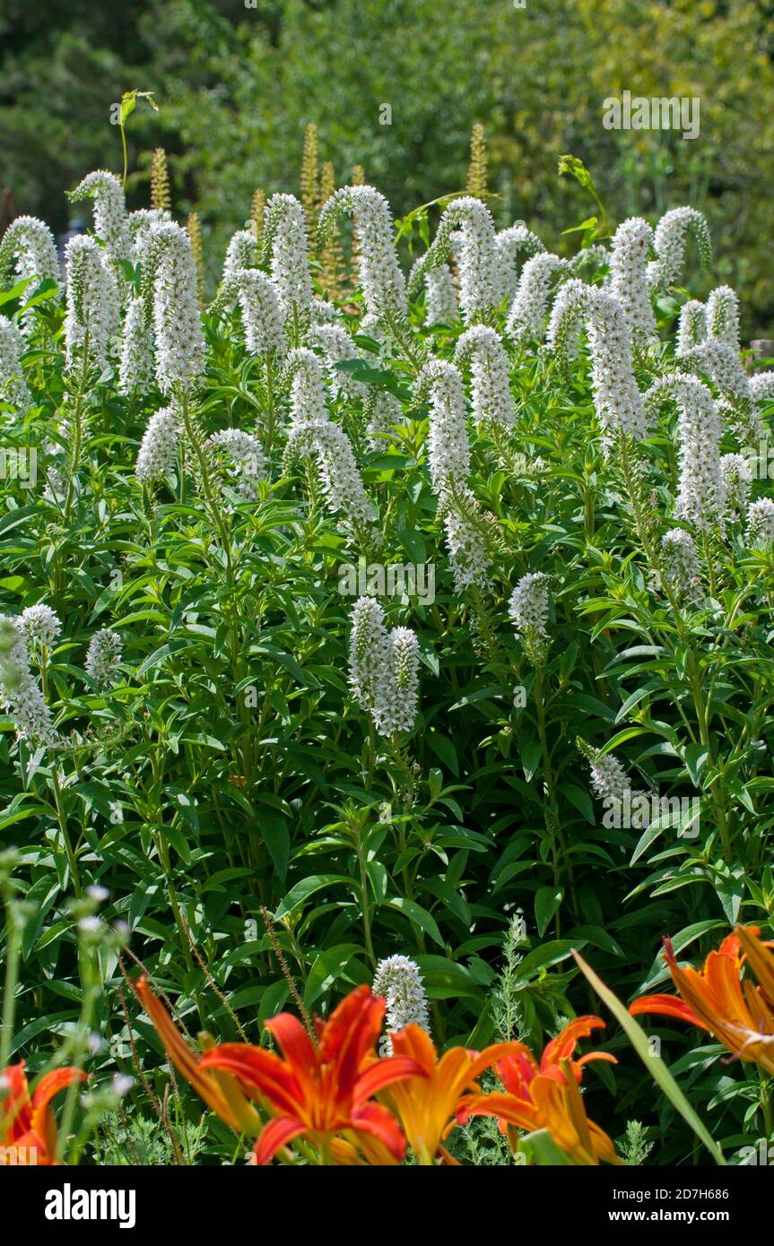 Speedwell (Veronica sp) in bloom Stock Photo - Alamy