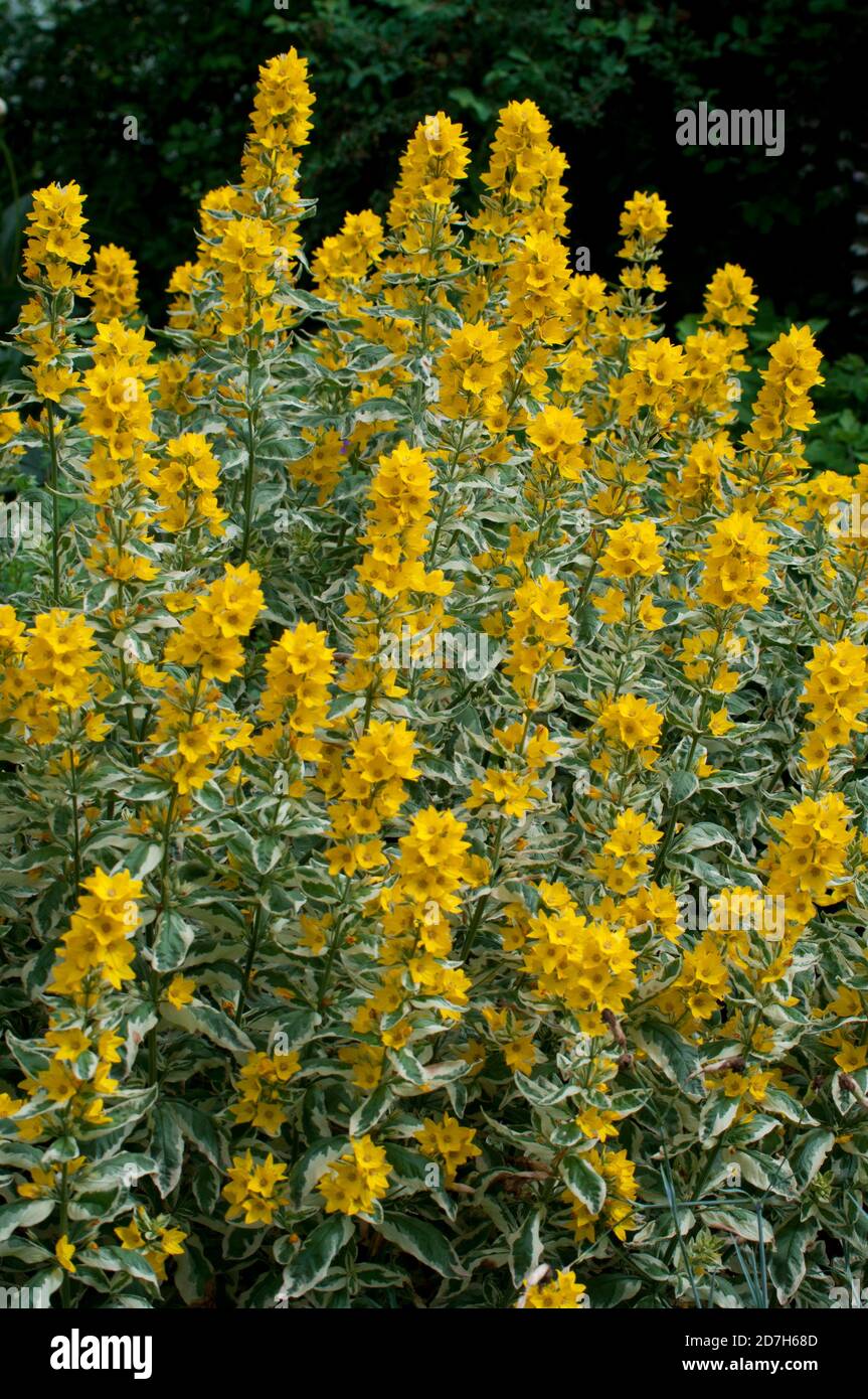 Large yellow loosestrife (Lysimachia punctata) 'Alexander' in bloom ...