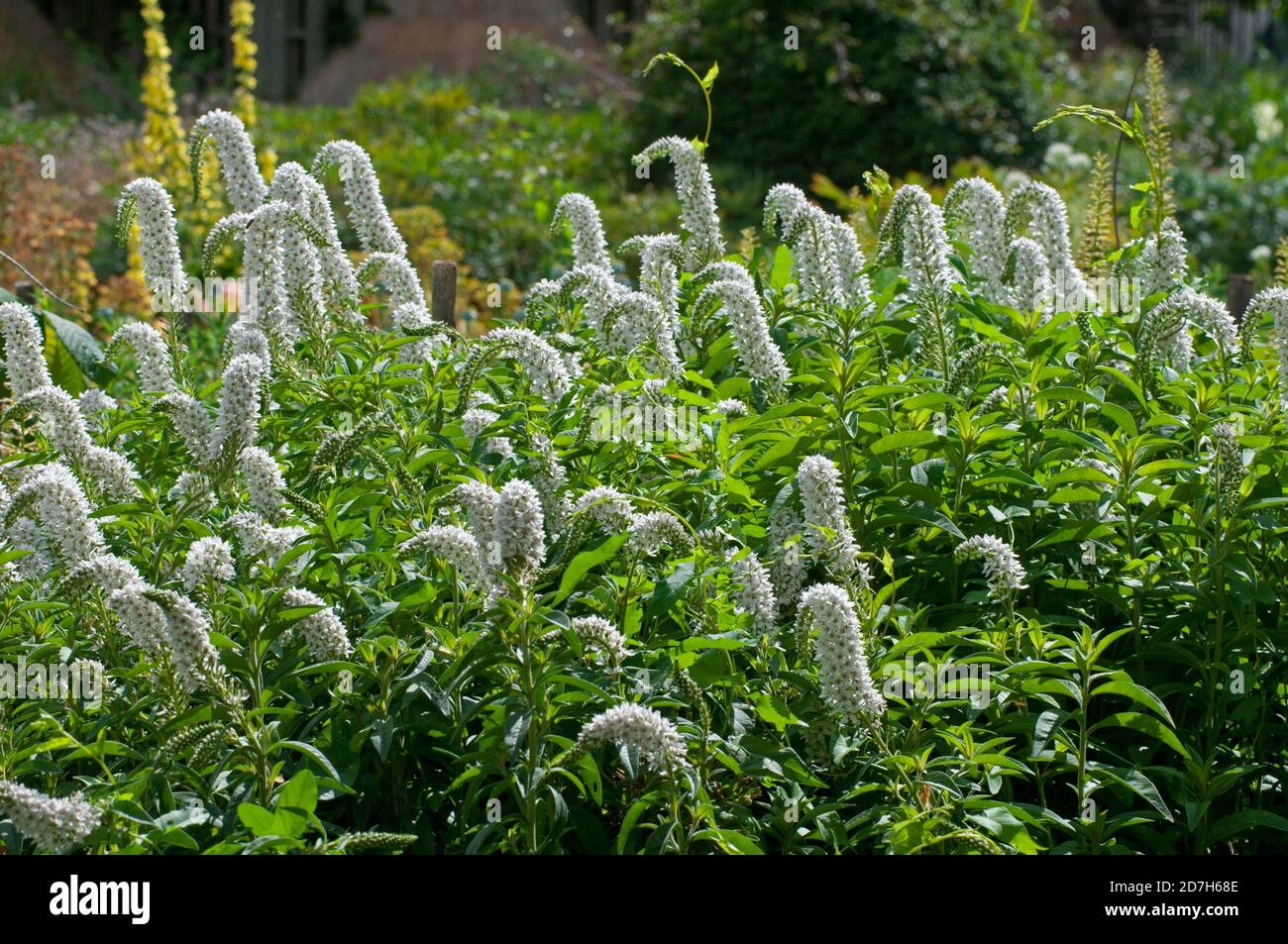 Speedwell (Veronica sp) in bloom Stock Photo - Alamy