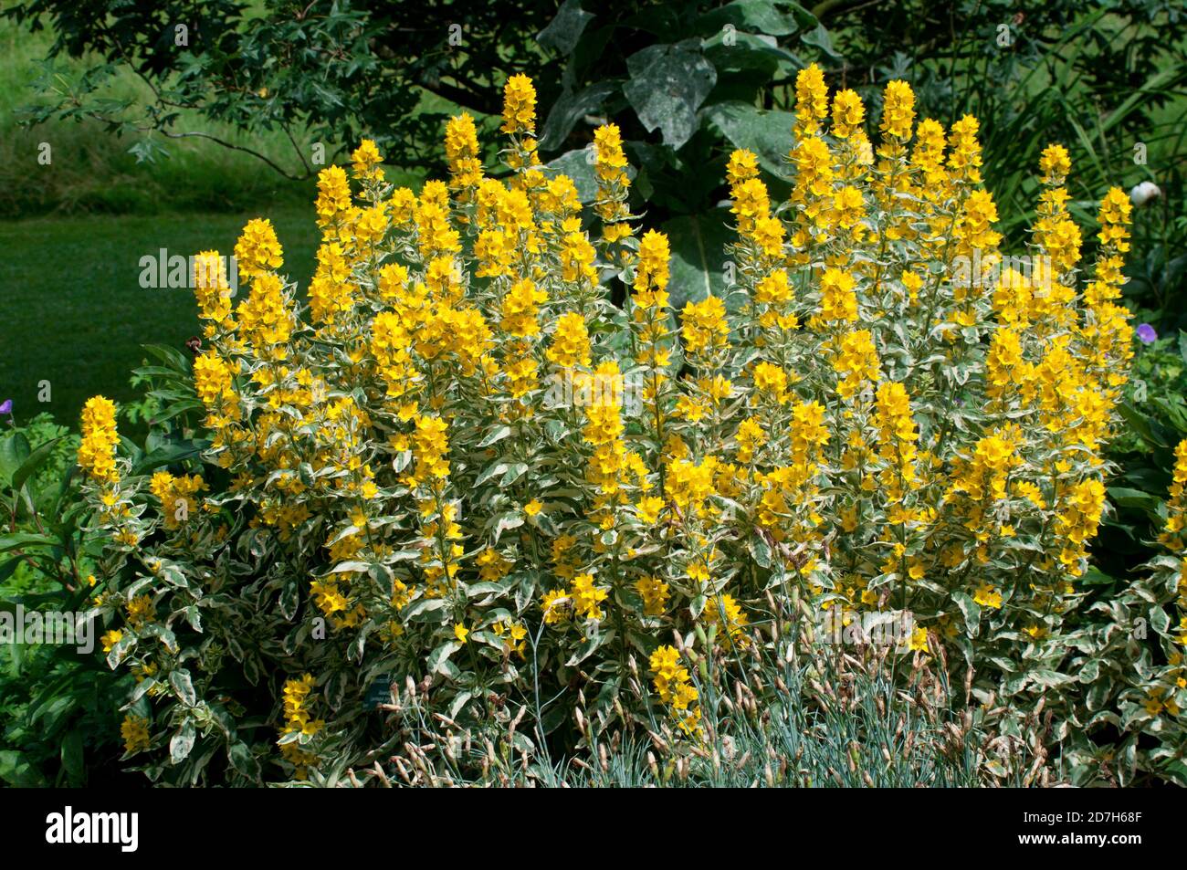 Large yellow loosestrife (Lysimachia punctata) 'Alexander' in bloom ...