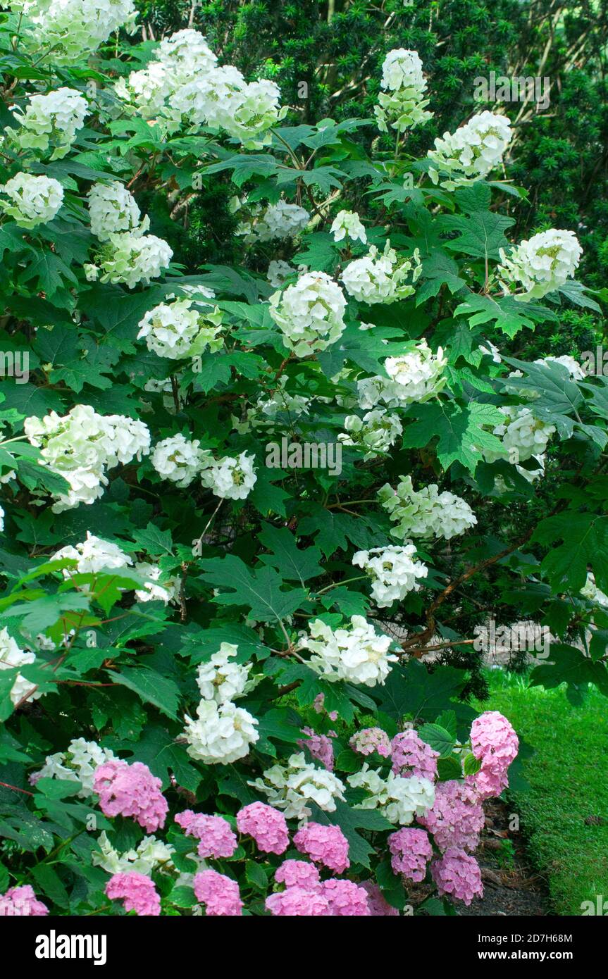 Oakleaf hydrangea (Hydrangea quercifolia) 'Snowflake', syn. (Hydrangea ...
