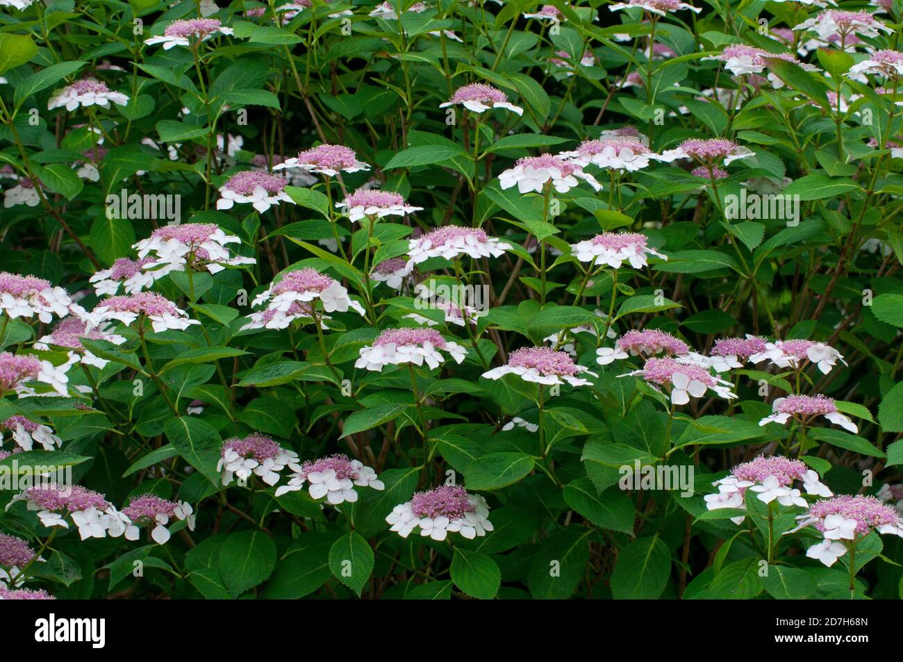 Hydrangea (Hydrangea sp) in bloom Stock Photo - Alamy