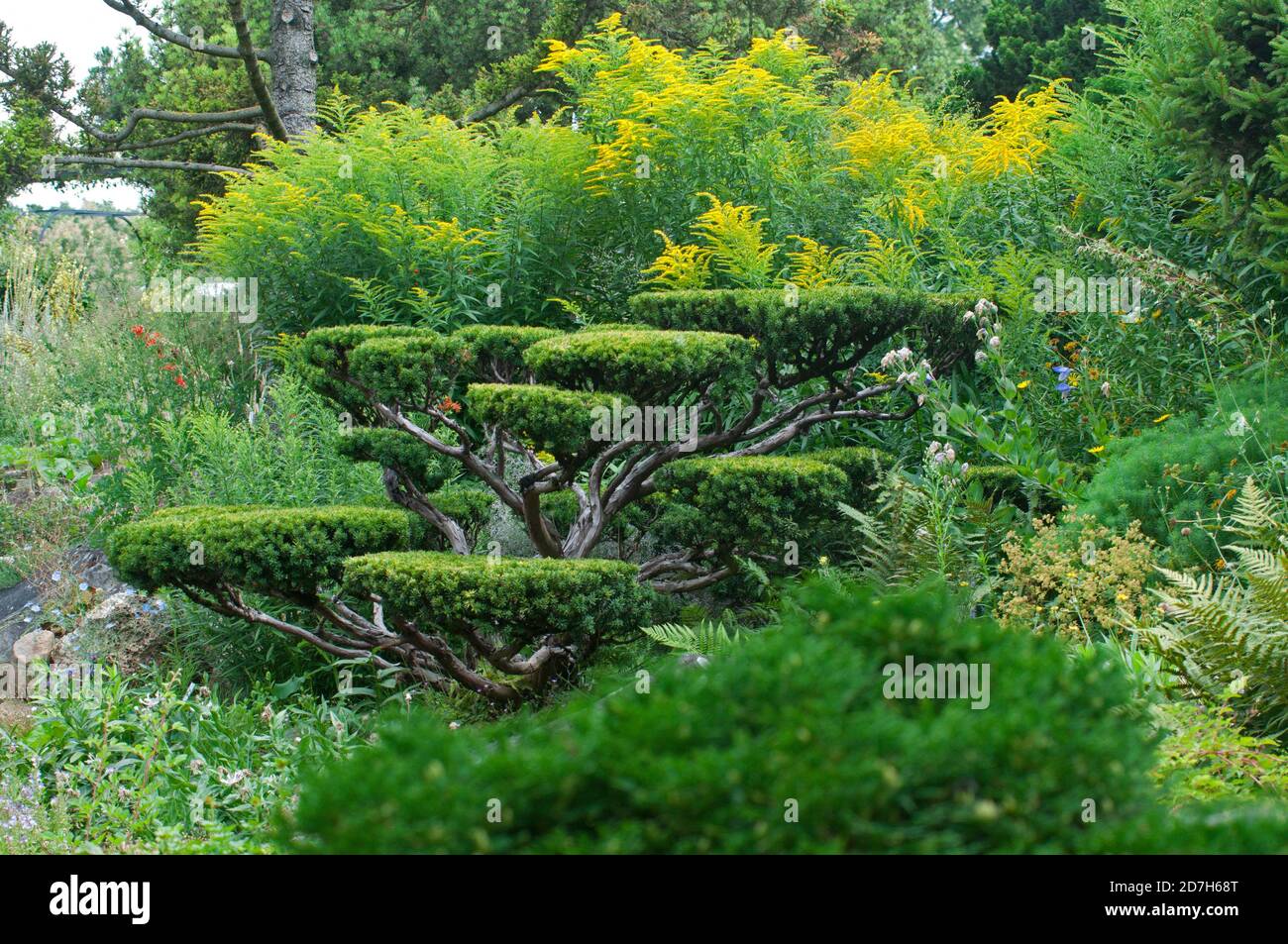 Topiary: Yew (Taxus baccata Stock Photo - Alamy