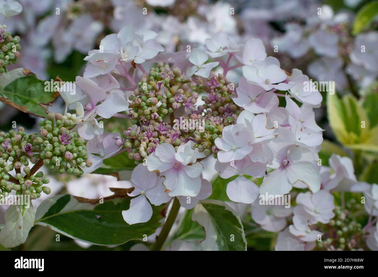 Hydrangea (Hydrangea macrophyla) 'Tricolor' in bloom Stock Photo - Alamy