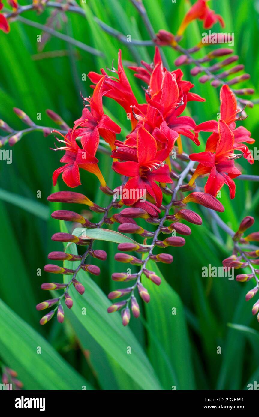 Swan Crocosmia (Crocosmia masoniorum) 'Lucifer' in bloom Stock Photo ...