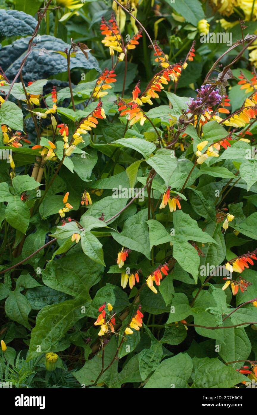 Spanish Flag (Ipomoea lobata syn. Ipomoea versicolor, Mina lobata ...