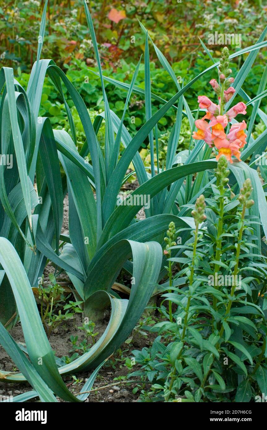 Leek (Allium porrum Stock Photo - Alamy