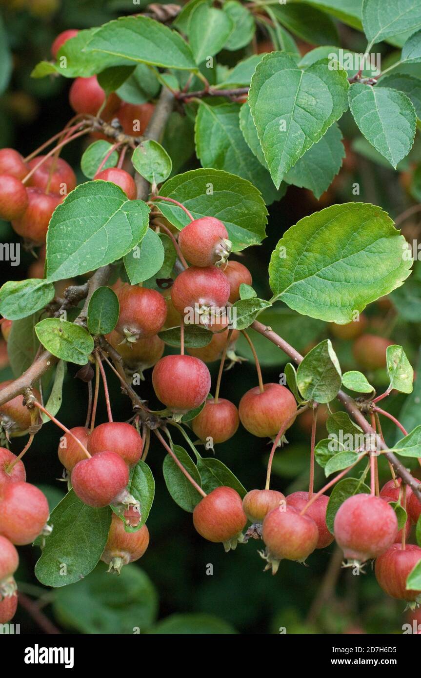 Decorative apple (Malus sp) 'Cowichan', fruits Stock Photo - Alamy