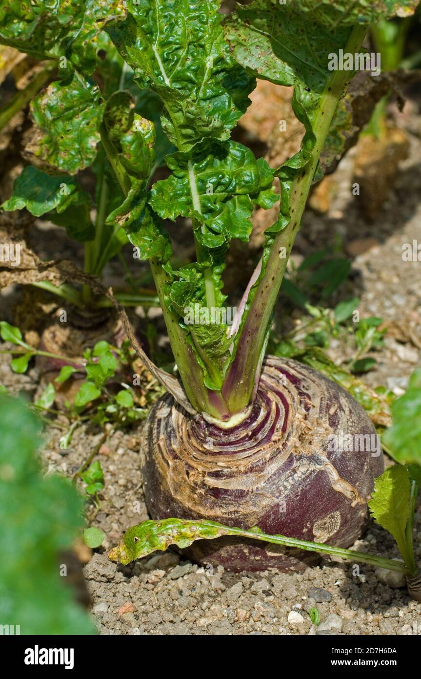 Turnip (Brassica rapa) 'de Nancy' Stock Photo - Alamy