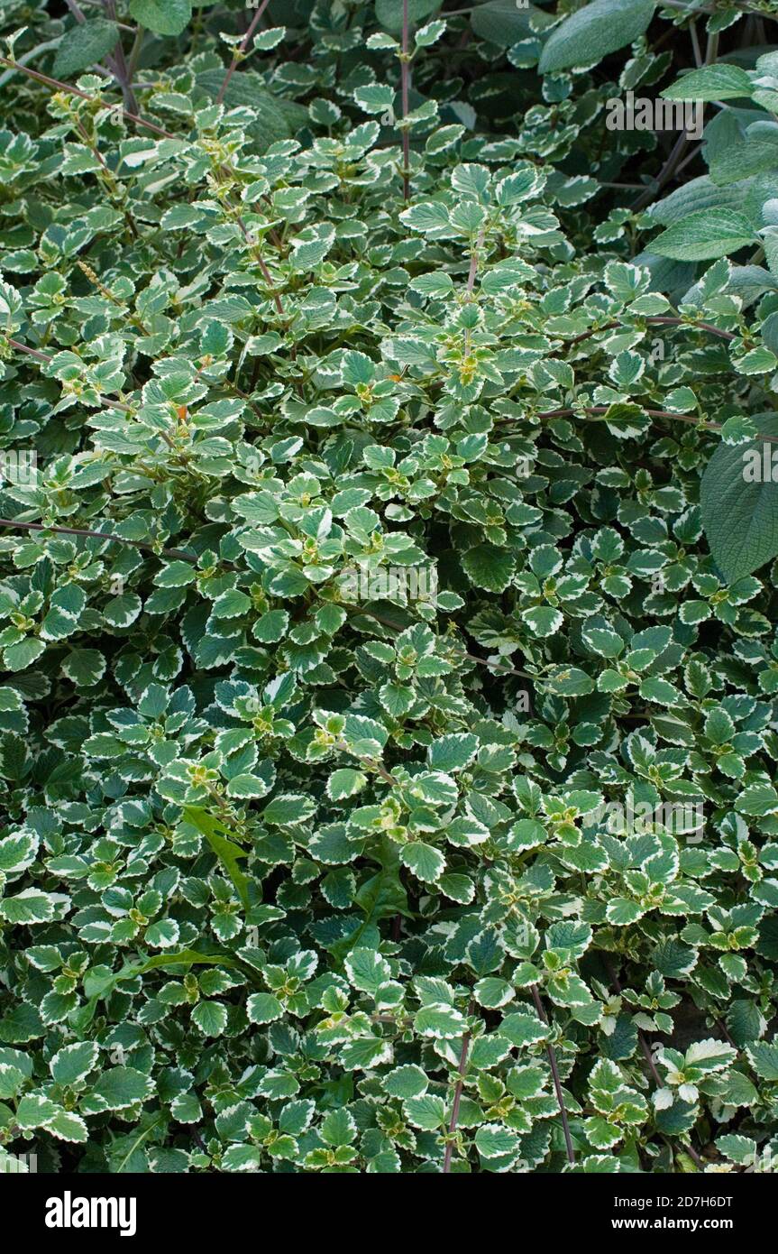 Mintleaf 'Nico' (Plectranthus forsteri syn. Plectranthus coleoides ...