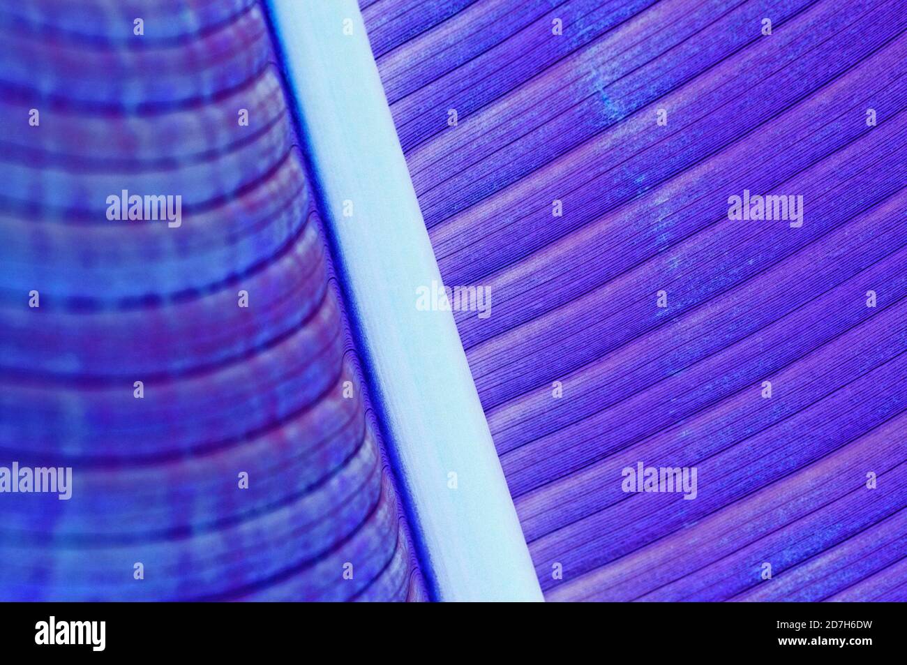 Banana tree (Musa sp) leaf detail Stock Photo - Alamy