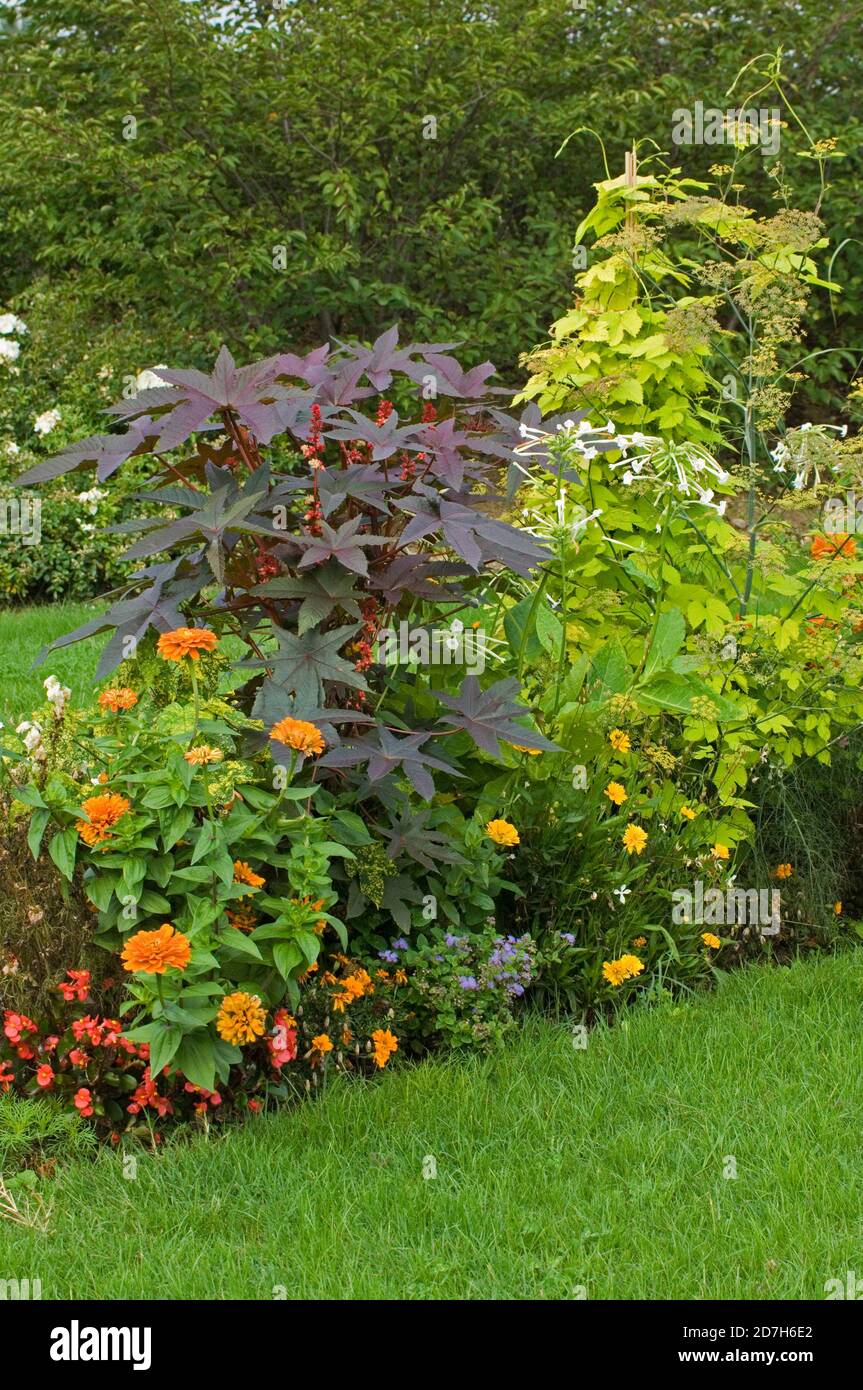 Castorbean (Ricinus communis) and Hop (Humulus sp Stock Photo - Alamy