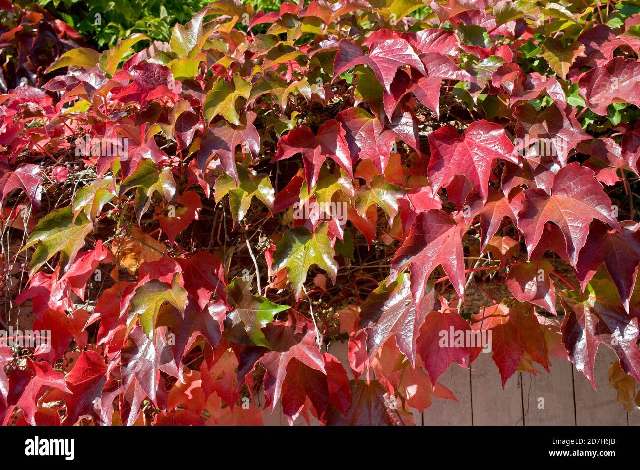 Boston ivy (Parthenocissus tricuspidata) foliage in autumn Stock Photo ...