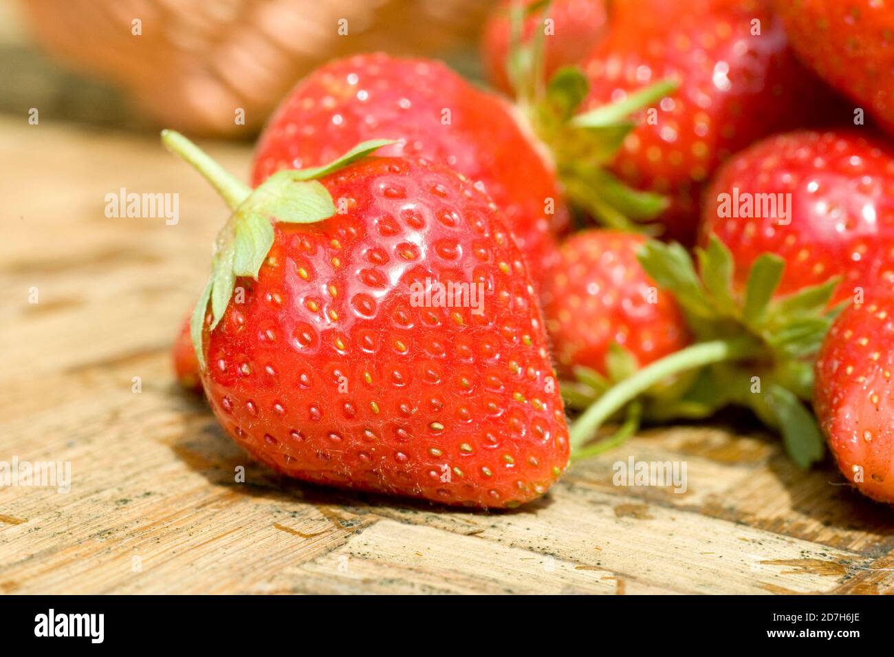 Strawberries fragaria sp hi-res stock photography and images - Alamy